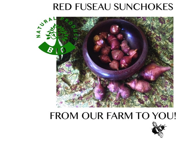 Red Fuseau Sunchoke Tubers, Aka Jerusalem Artichokes, Grown Using Non ...