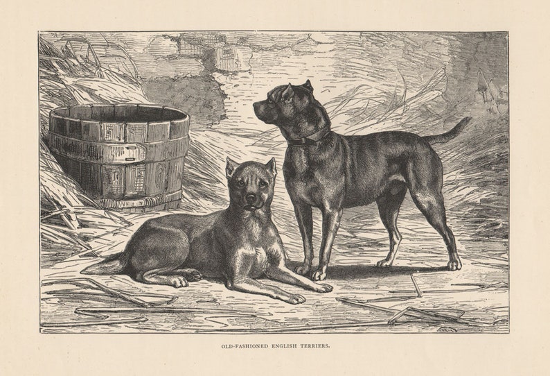 Old Fashioned English Terriers English 1881 Dog Engraving - Etsy