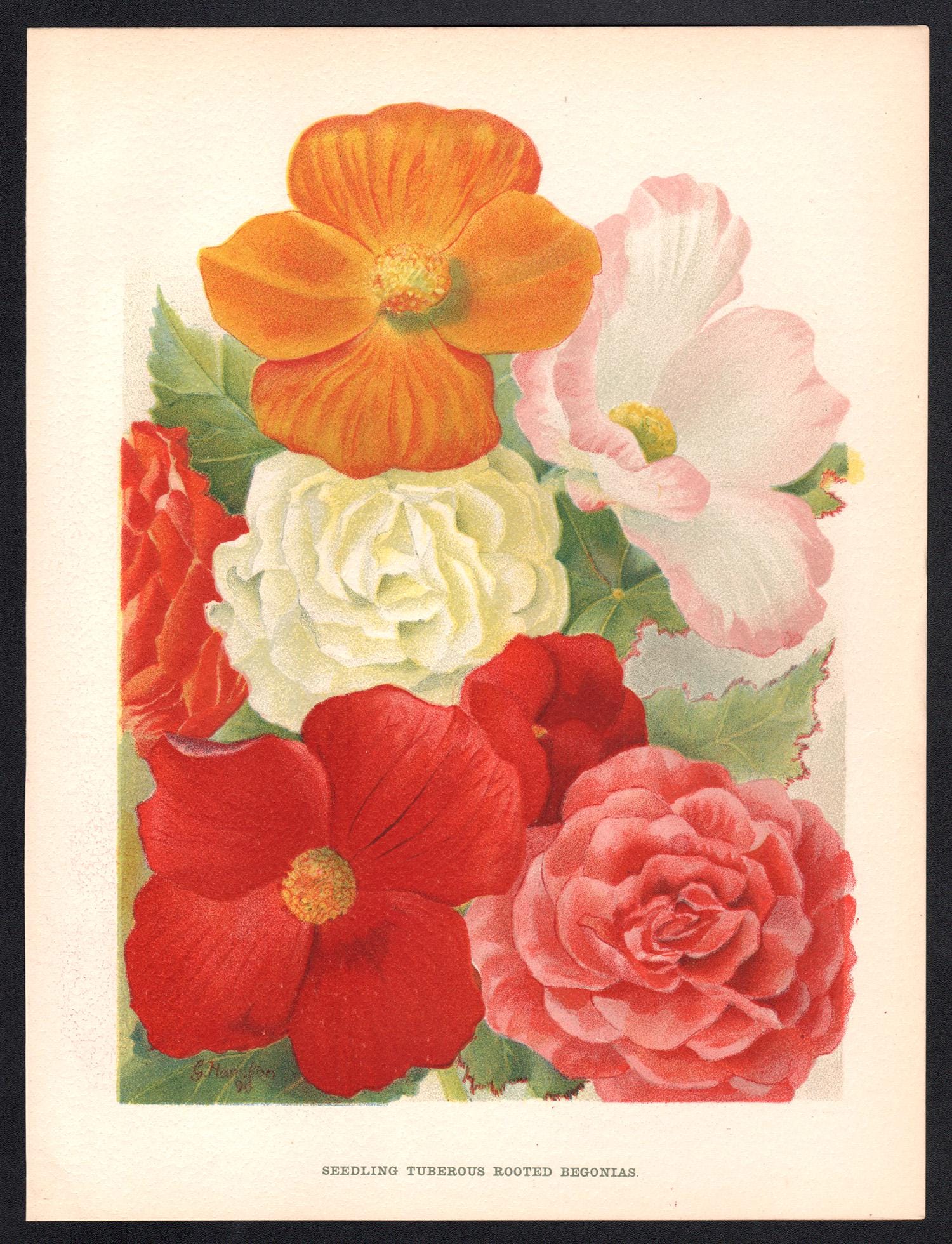 Seedling Tuberous Rooted Begonias, English Antique Botanical Flower ...