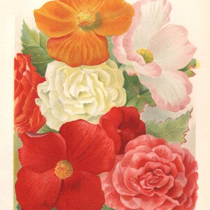 Seedling Tuberous Rooted Begonias, English Antique Botanical Flower ...