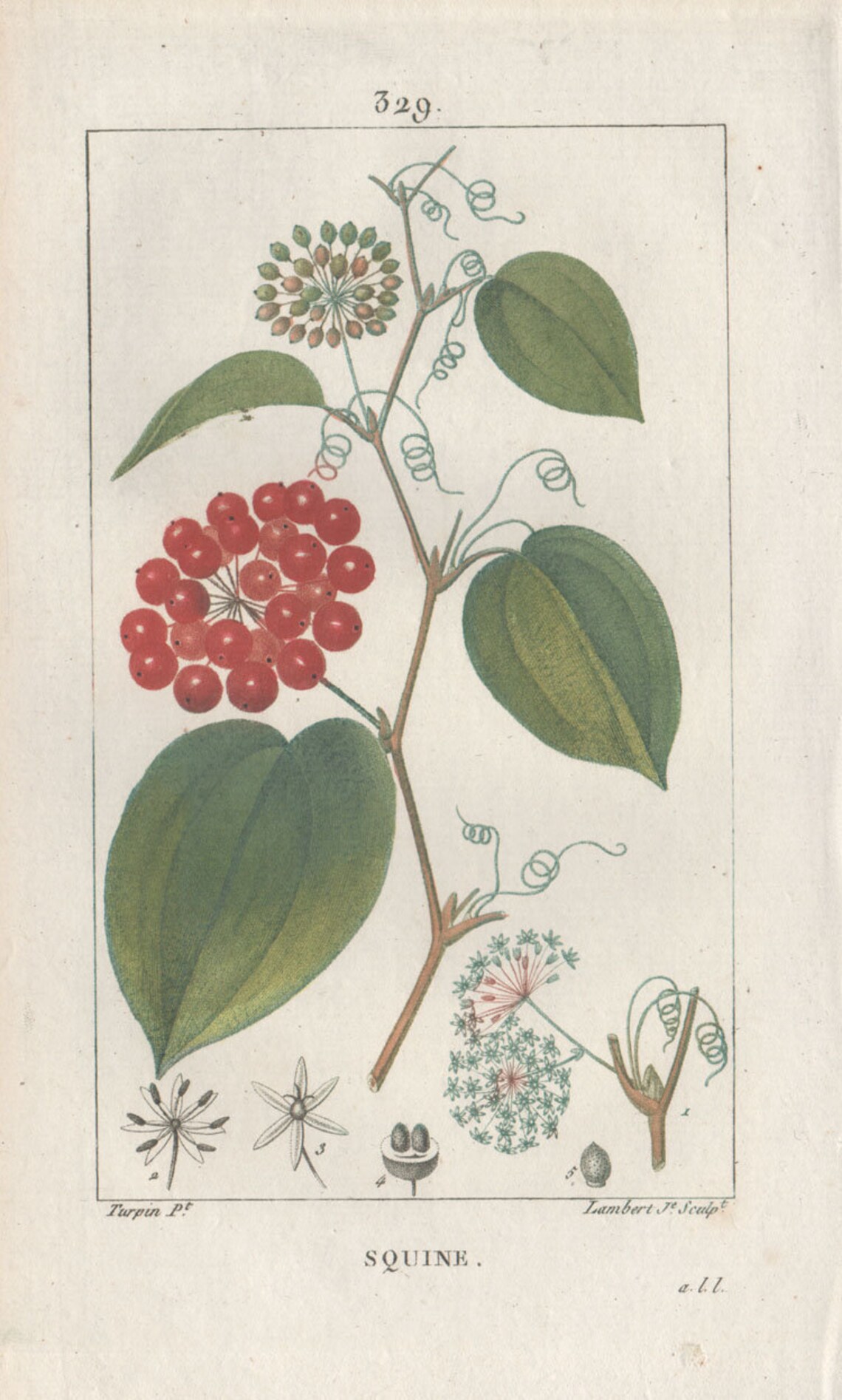 Squine chinese Smilax French Herbal Medicinal Botanical - Etsy