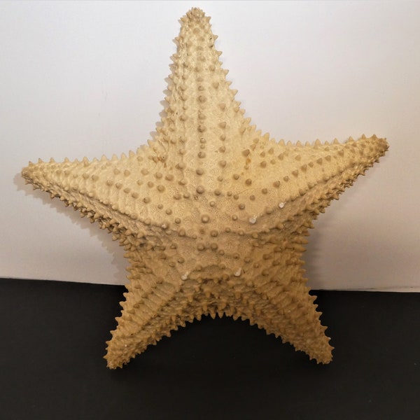 Starfish Home Decor - Etsy