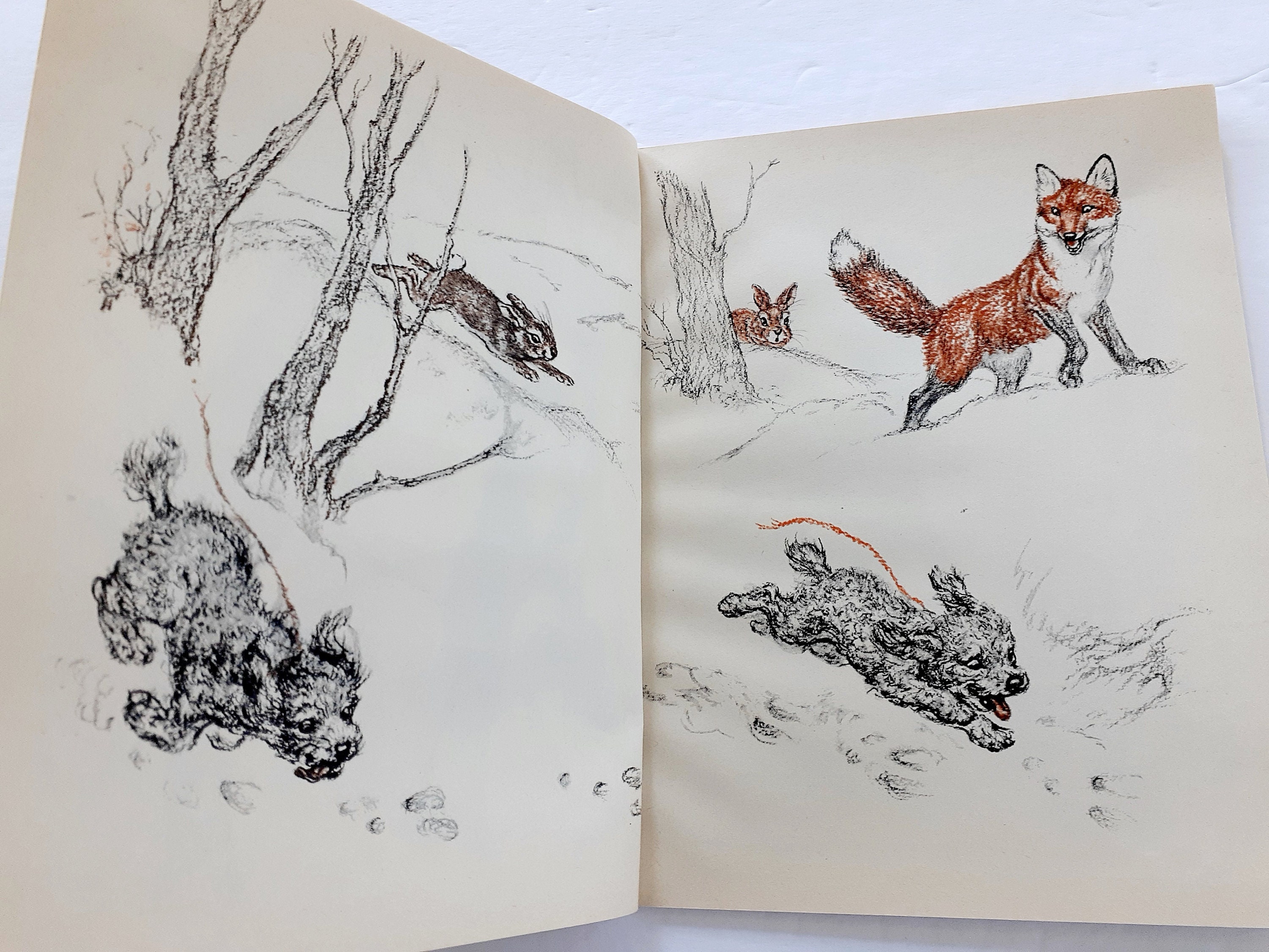 What Whiskers Did, Ruth Carroll, 1965, Vintage 1960s Children's Book ...