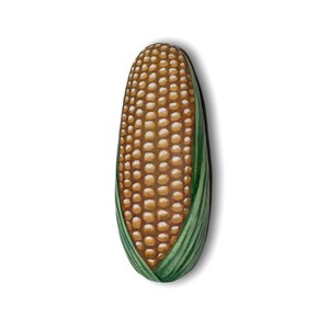 Hand Painted Pebble Corn! Painted on a Flat Natural Sea Pebble With ...