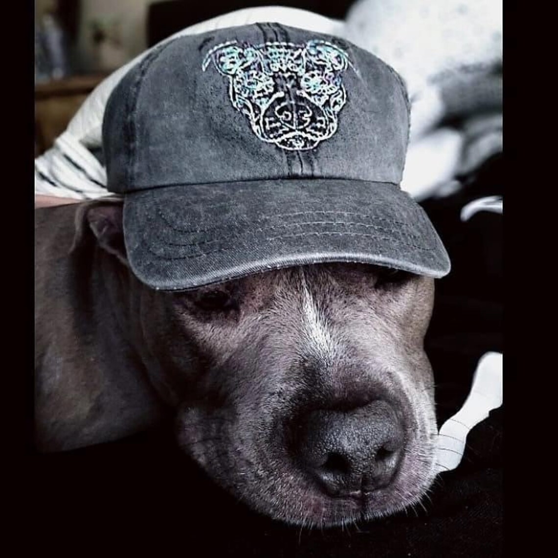 Dog Base Ball Cap - Pit Bull Dog - Dog Baseball Cap -baseball Cap ...