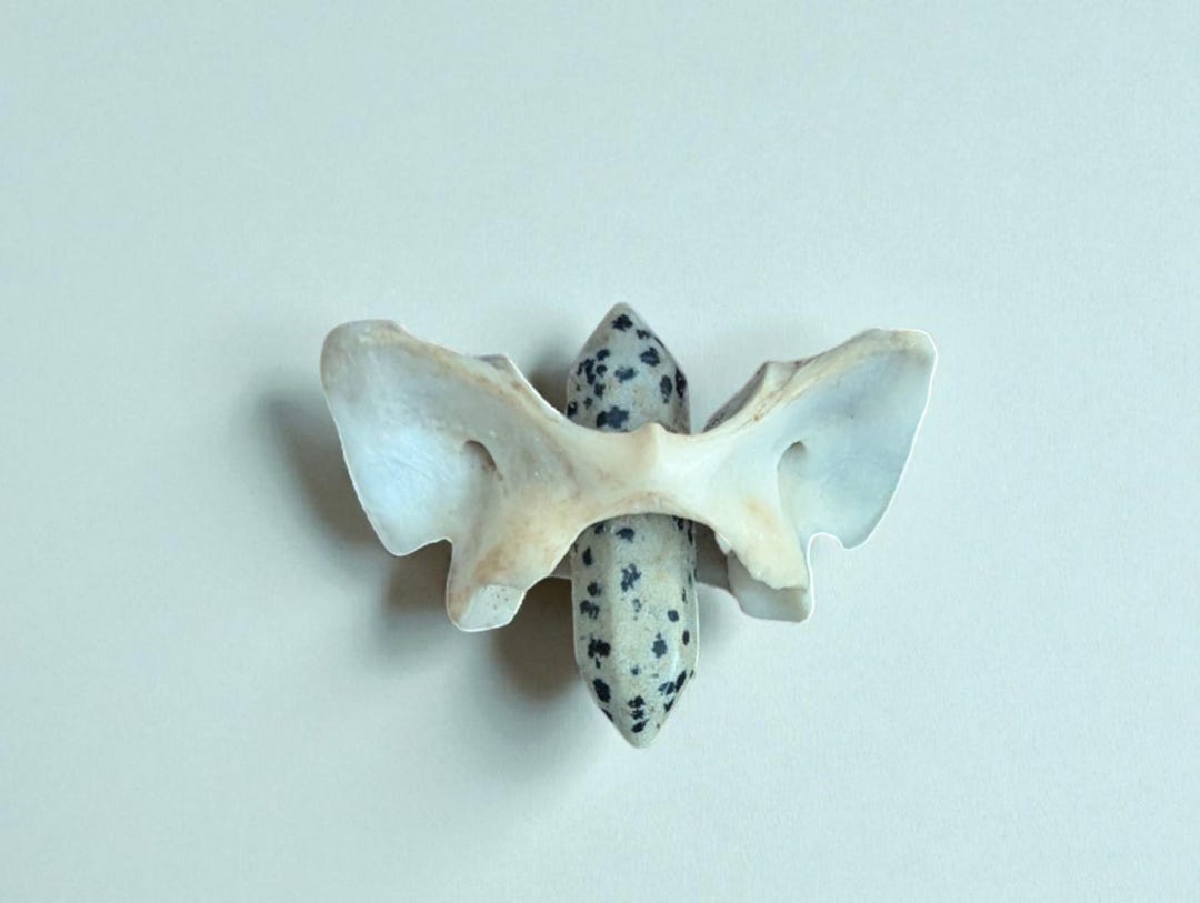 Crystal and Bone Butterfly/moths/bats - Etsy
