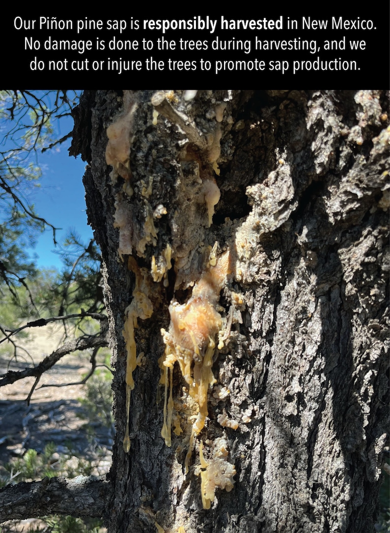 Piñon Pine Sap/resin Pre-strained Wild Harvested in New - Etsy