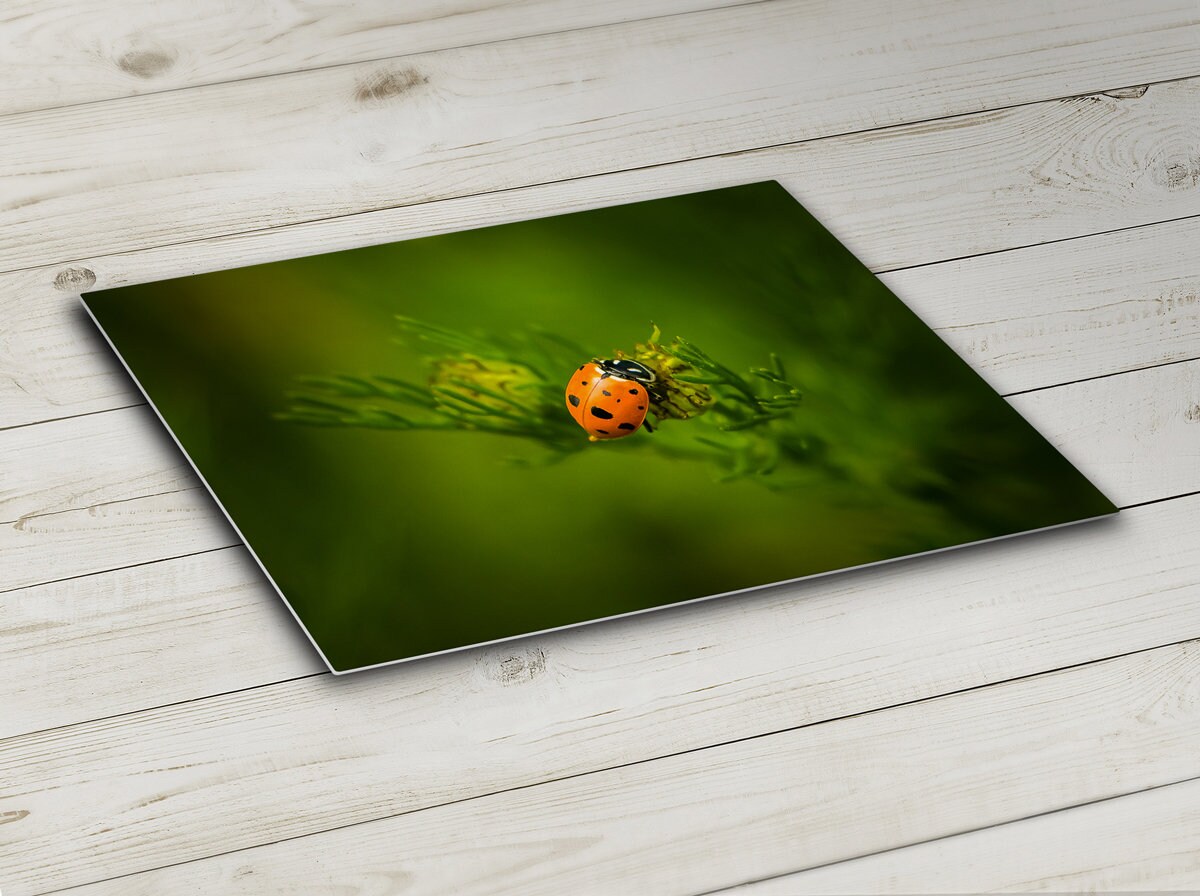 Ladybug Nature Print Ladybug Art Ladybug Photography Canvas - Etsy