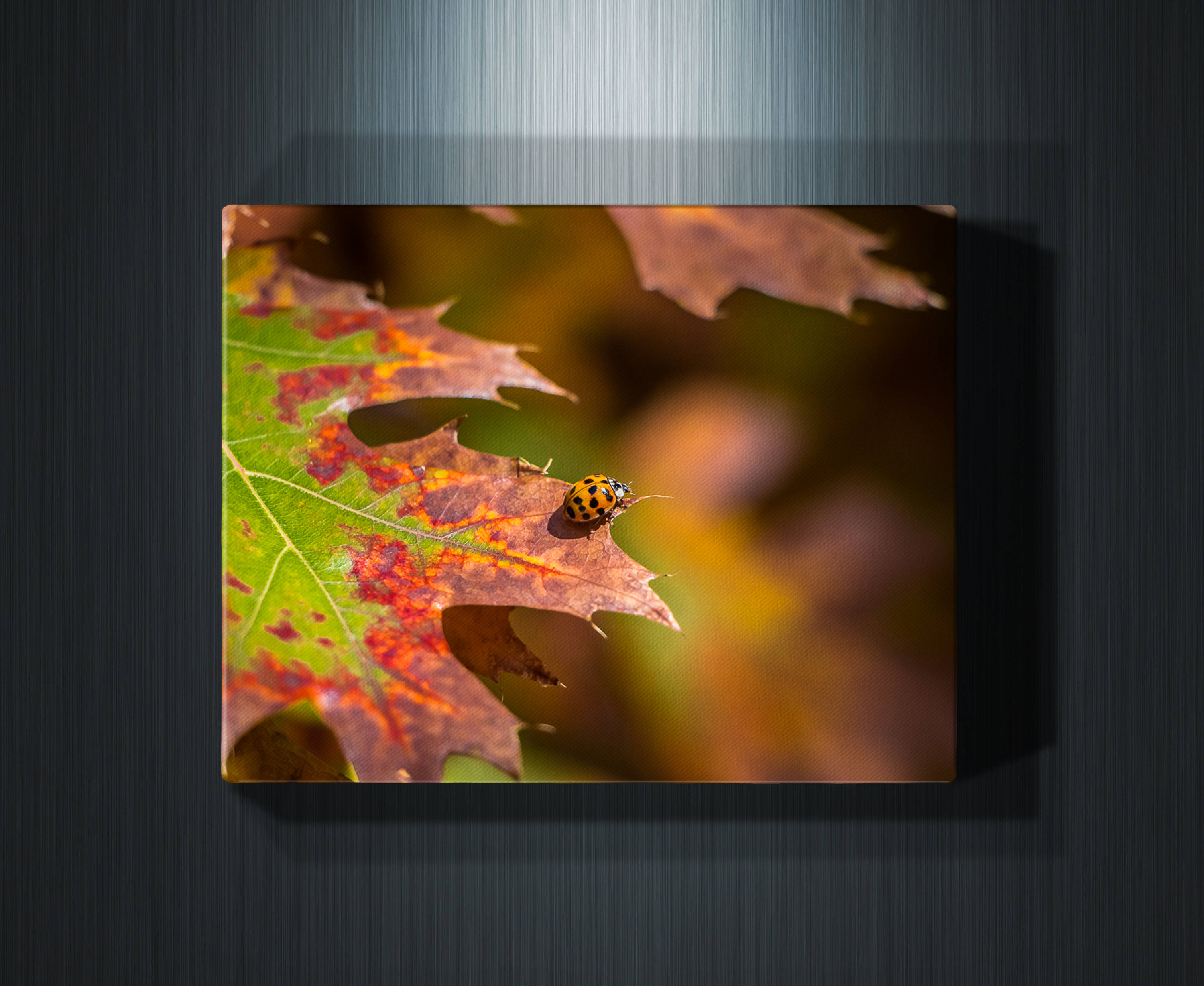 Ladybug Photography Metal Art Print, Ladybug Art Metal Print, Ladybug ...