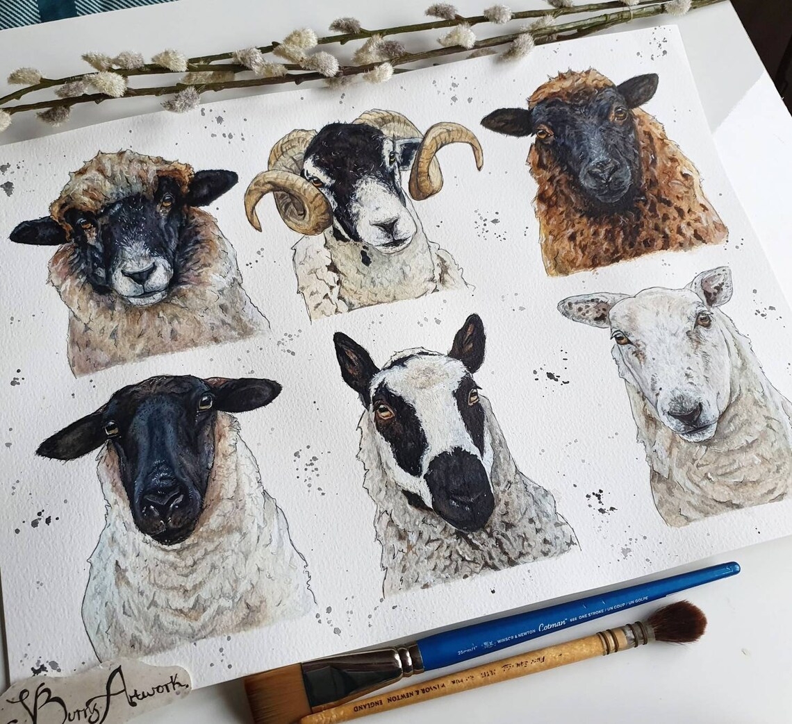 Original Watercolour Sheep Painting Sheep Breeds Flock of - Etsy