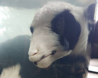 Large Specimen - Etsy