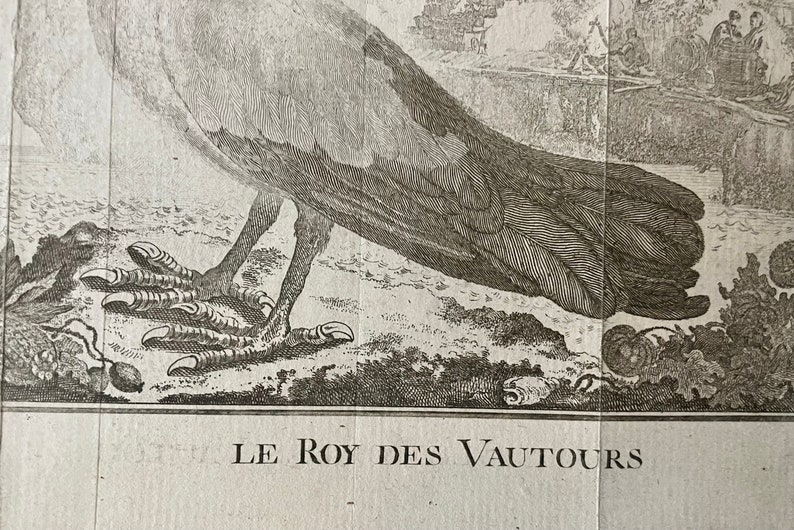 1700s French Antique Engraving on Paper. Natural History. Birds. - Etsy