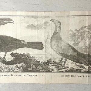 1700s French Antique Engraving on Paper. Natural History. Birds. - Etsy