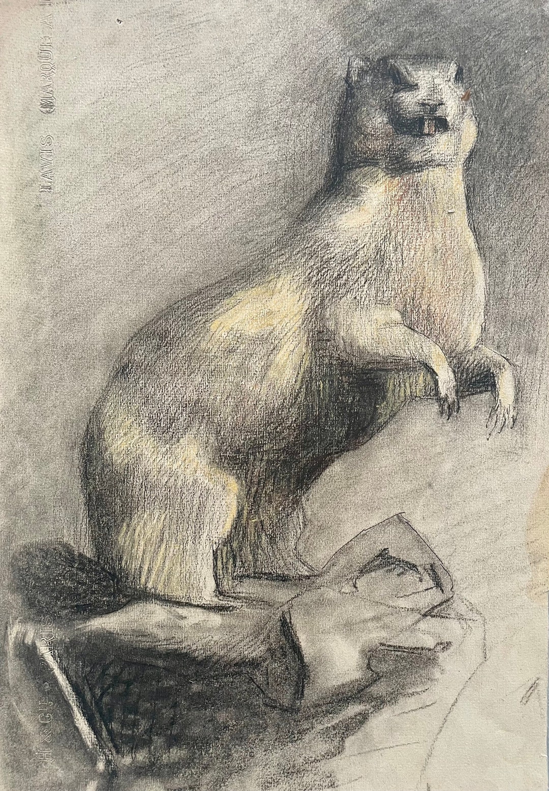 1890s French Colored Pencil Drawing on Paper. Marmot Standing up the ...