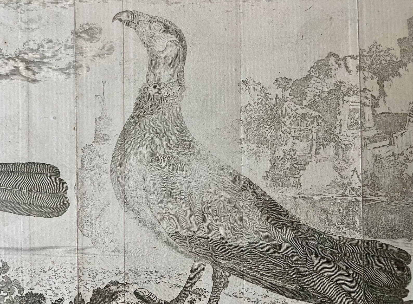 1700s French Antique Engraving on Paper. Natural History. Birds. - Etsy