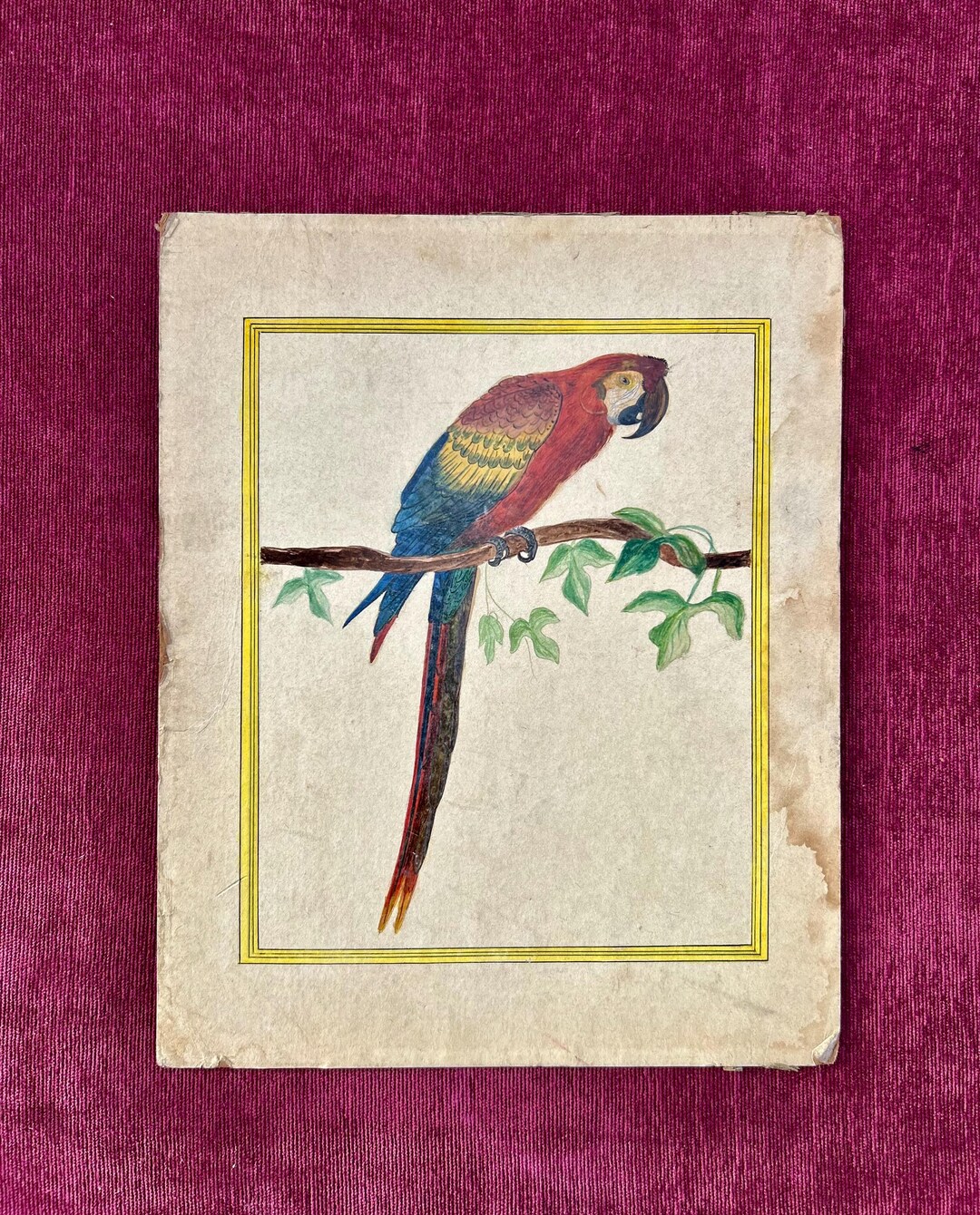 1930s French Gouache Painting on Paper. Scarlet Macaw. Parrot. Bird ...