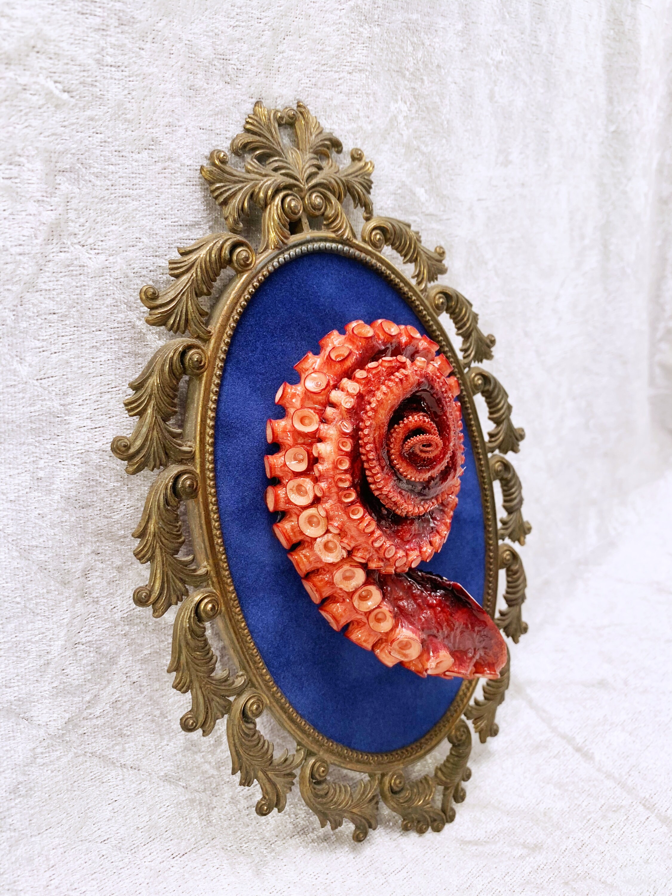 Preserved Octopus Tentacle - Antique Frame - Blue Velvet: Oddities ...