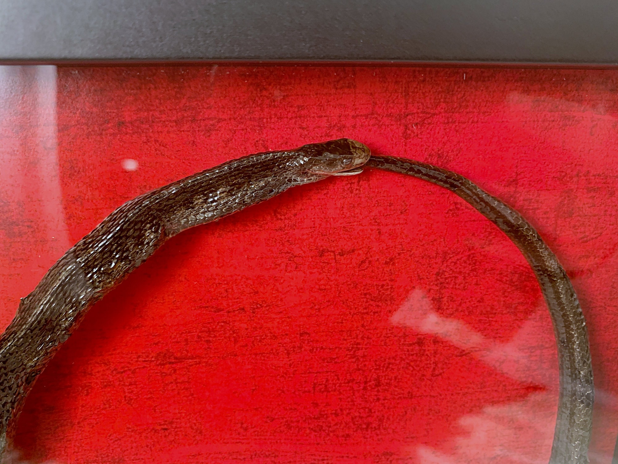 Real Preserved Ouroboros Snake - Bright Distressed Red