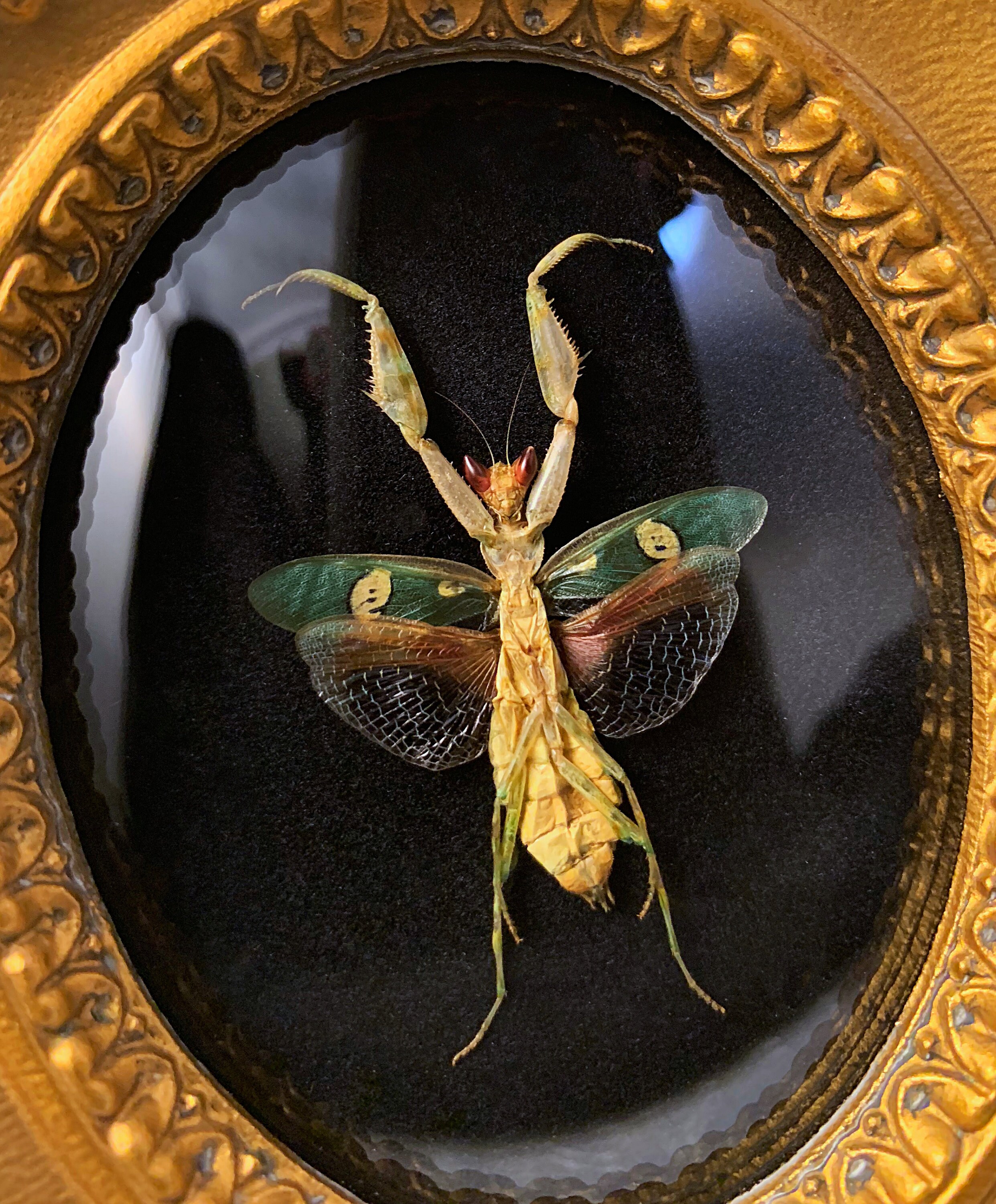 Jeweled Flower Mantis - Vintage Frame - Black Velvet: Oddities ...