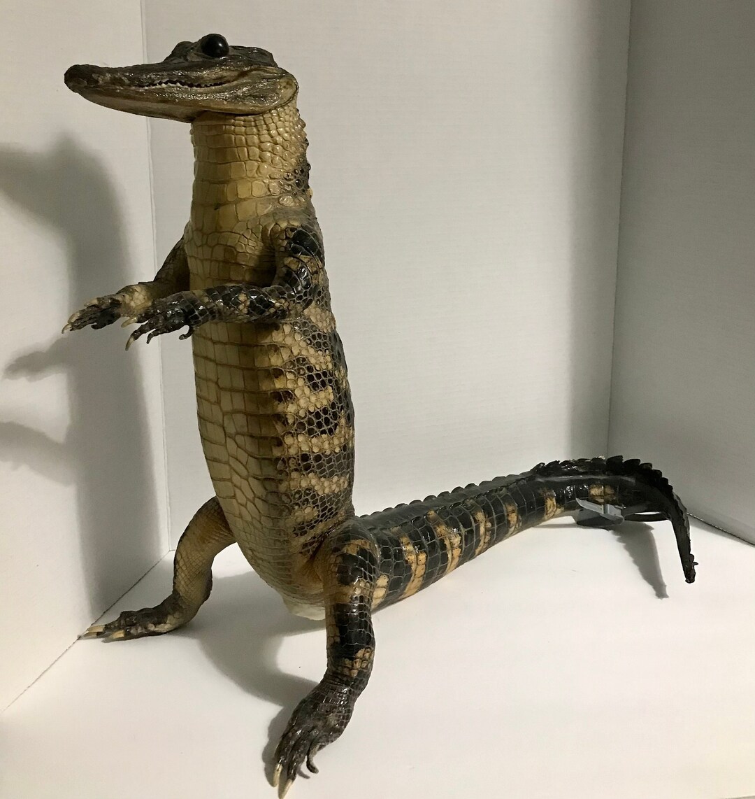 Vintage 18tall 22long Taxidermy Real Full Standing Alligator - Etsy
