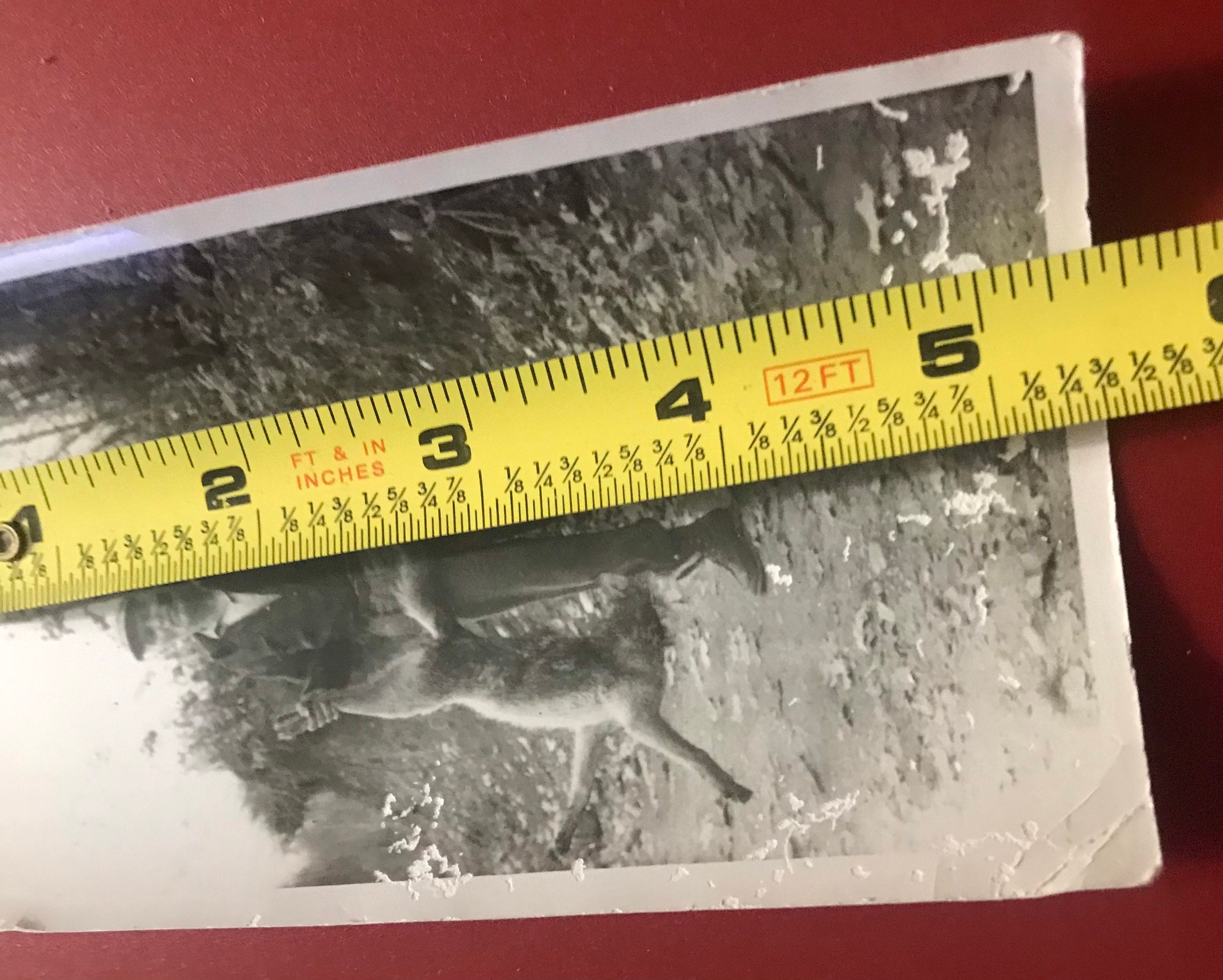 Vintage Man W/rifle & Pipe HUNTING ORIGINAL PHOTOGRAPH Wolf/fox Carcass ...