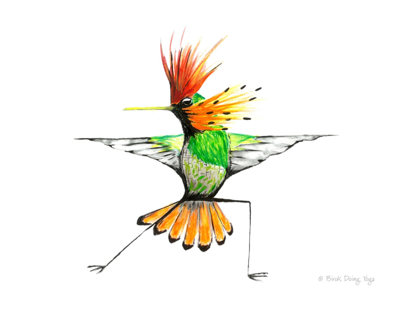 Tufted Coquette Hummingbird in High Lunge Twist - Etsy