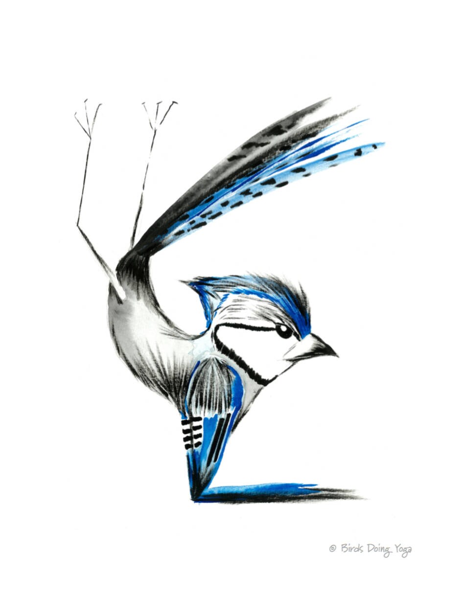 Handstand Blue Jay - Etsy