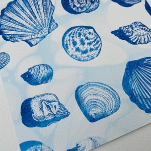 Limited Edition Fine Art Print - Shells - Illustrated Print, Art Print ...