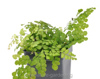 Miniature ferns | Etsy