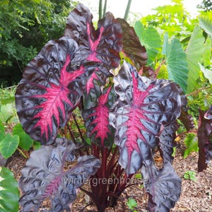 Colocasia, Redemption, Elephant Ears, Containersize: 3.5" - Etsy