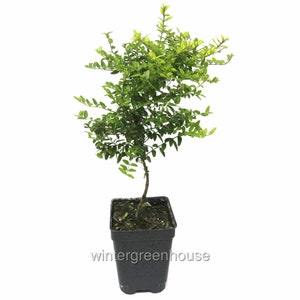 Boxwood Honeysuckle, Tree Form, Containersize: 3 2.6x3.5 - Etsy