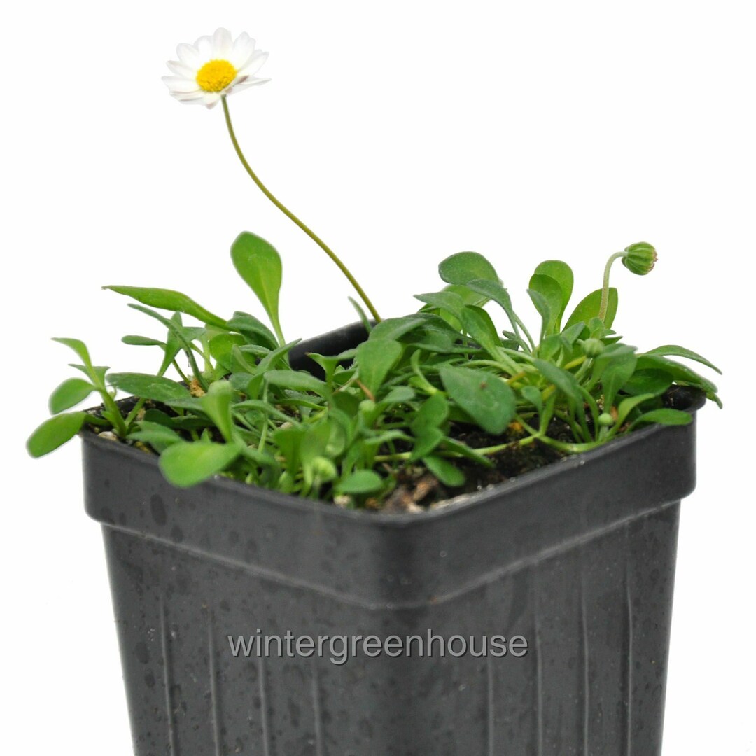 Bellium Minutum, Miniature Daisy, Containersize: 3 2.6x3.5 - Etsy