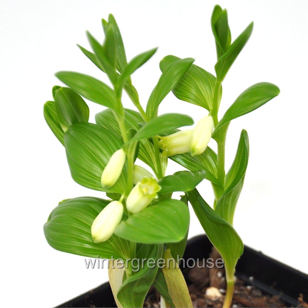 Polygonatum Humile, Solomon's Seal, Dwarf Solomons Seal, Containersize ...
