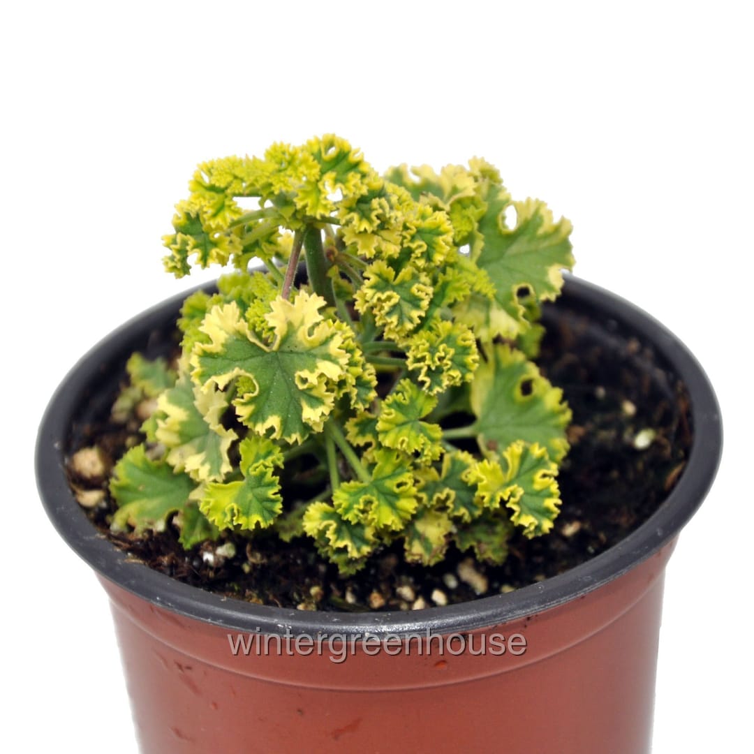 Pelargonium Crispum Cys Sunburst Lemon Scented Geranium - Etsy