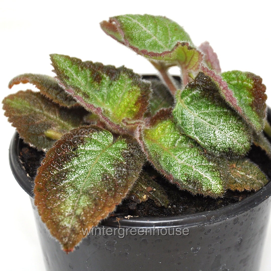 Episcia, Pink Panther, Flame Violet, Violet, Containersize: 4 - Etsy