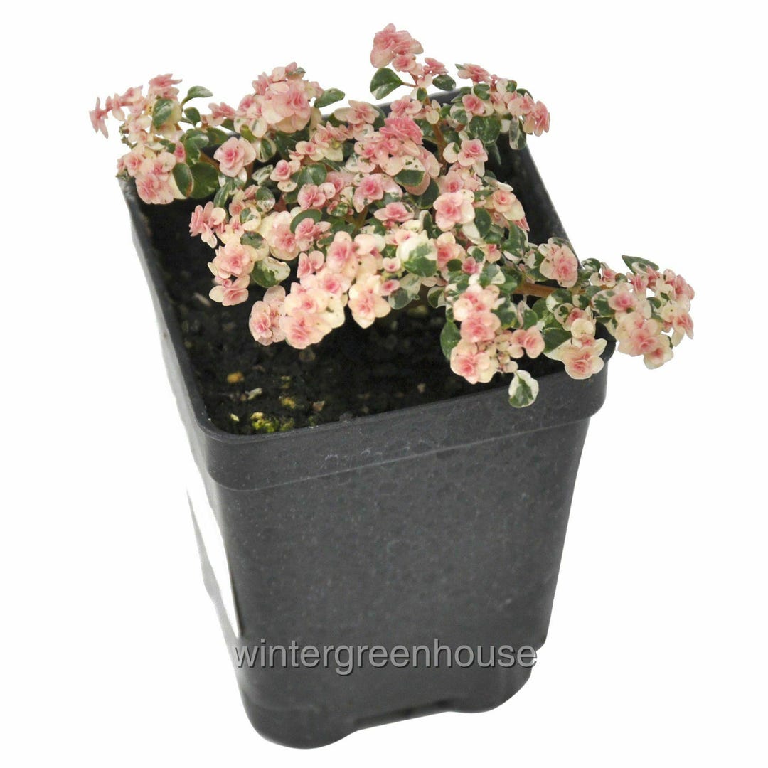 Pilea Microphylla Variegata, Tricolor, Artillery Fern, Container Size ...