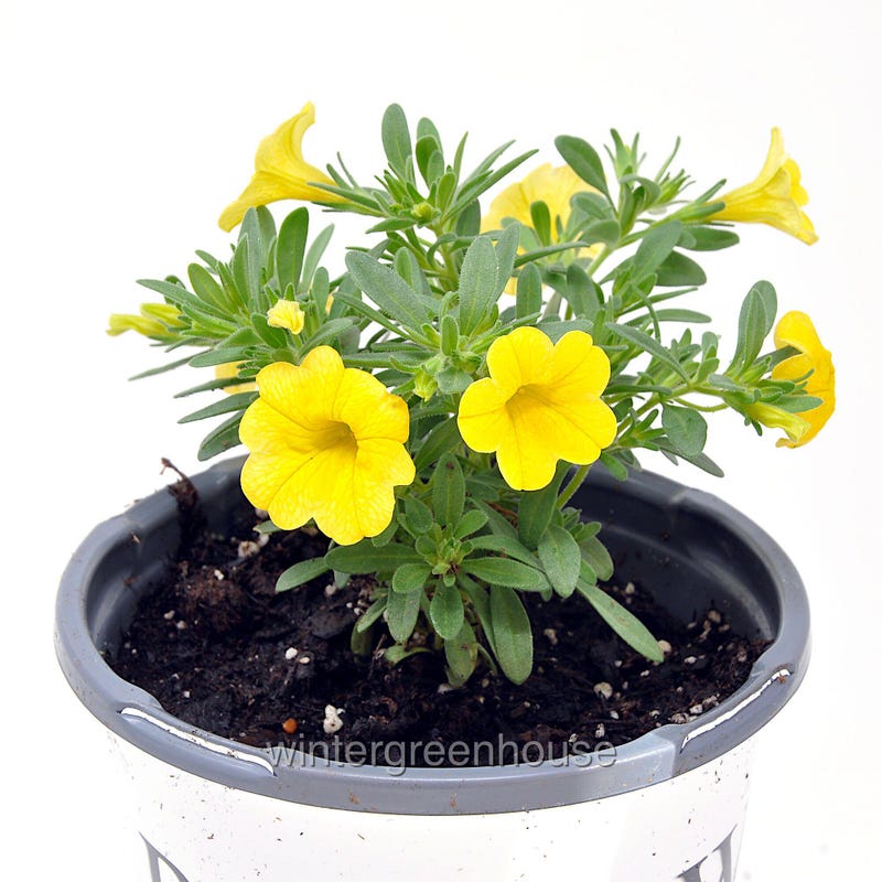 Calibrachoa Seeds - Etsy