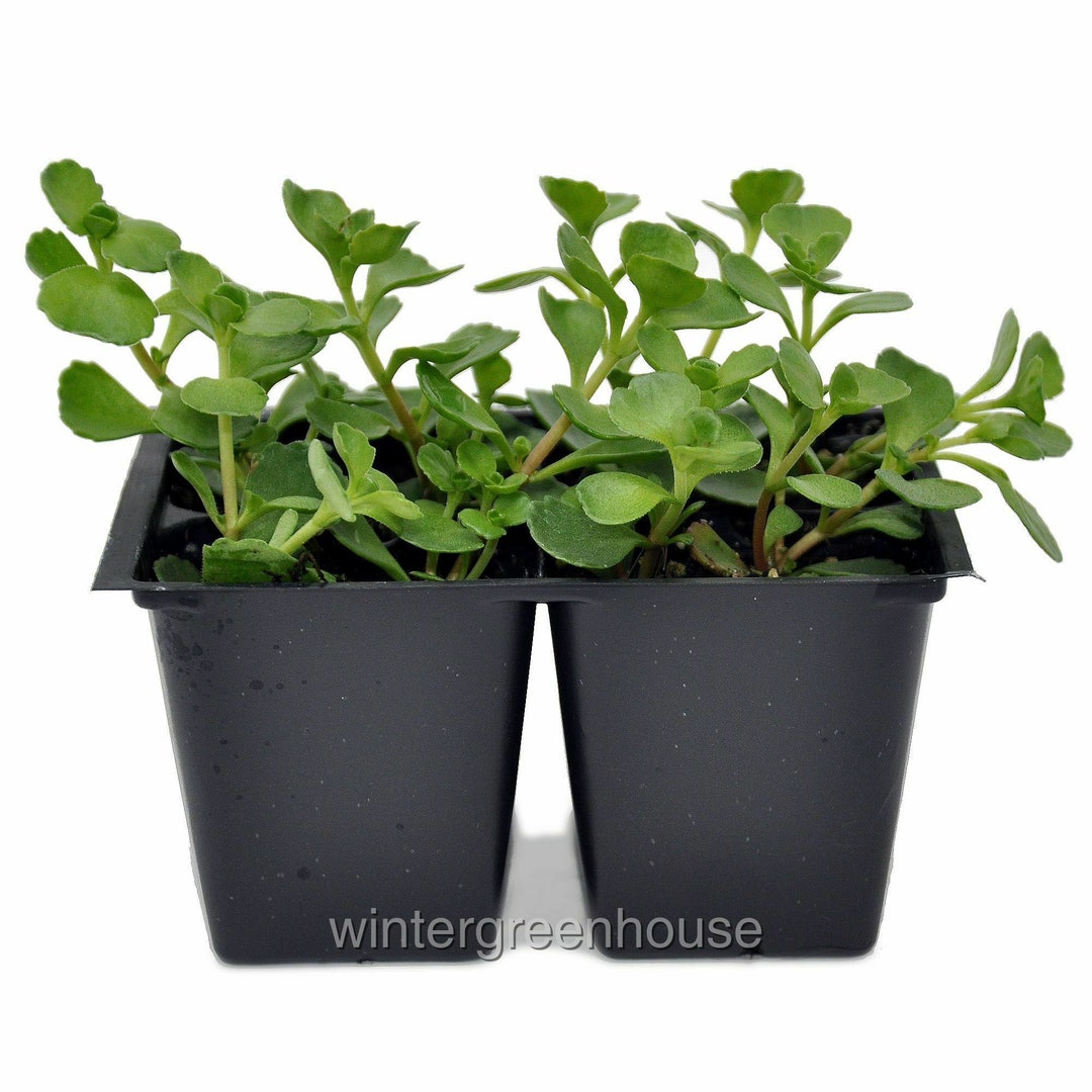 Sedum Spurium John Creech Ground Cover Containersize 4x 263x172x275 Etsy