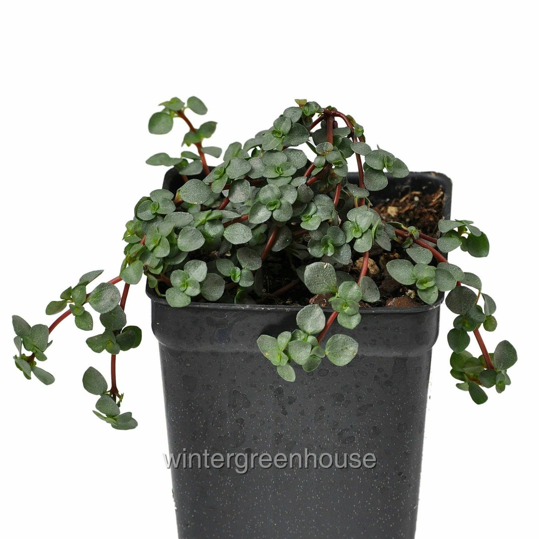 Pilea Glauca, Red Stem Pilea, Silver Sprinkles, Aquamarine ...