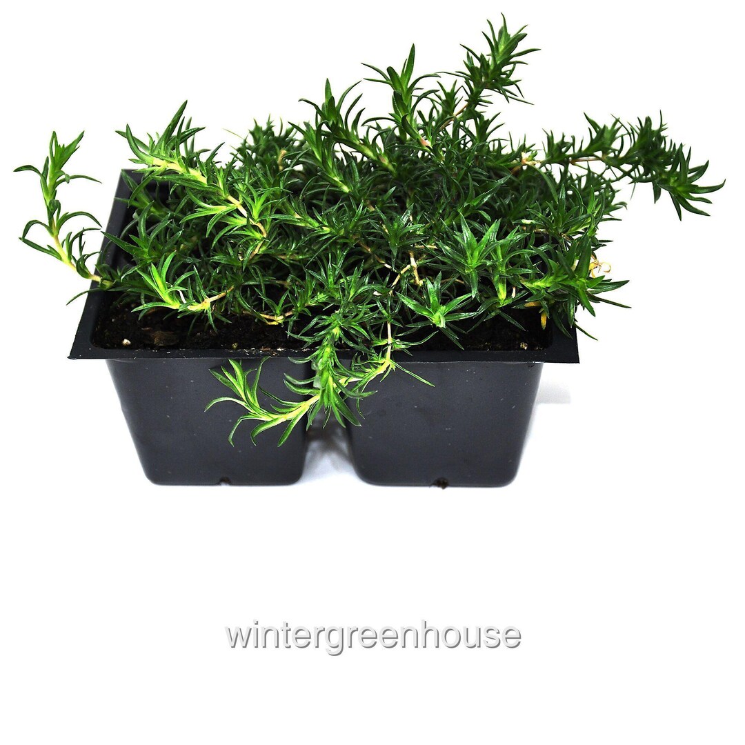 Phlox Subulata, Candy Stripe, Creeping Phlox, Moss Pinks, Container ...