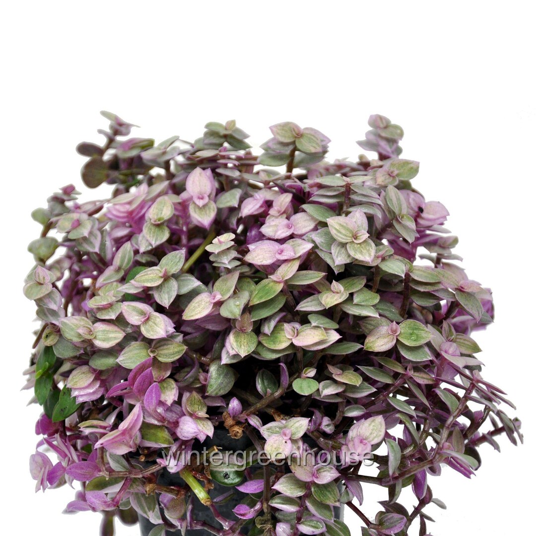 Callisia Repens, Turtle Vine, Pink Lady, Container Size: 3" (2.6x3.5 ...