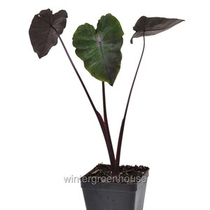 Colocasia, Redemption, Elephant Ears, Containersize: 3.5" - Etsy