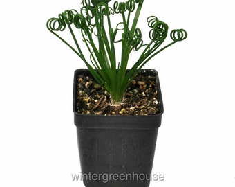 Frizzle Sizzle Plant | Etsy