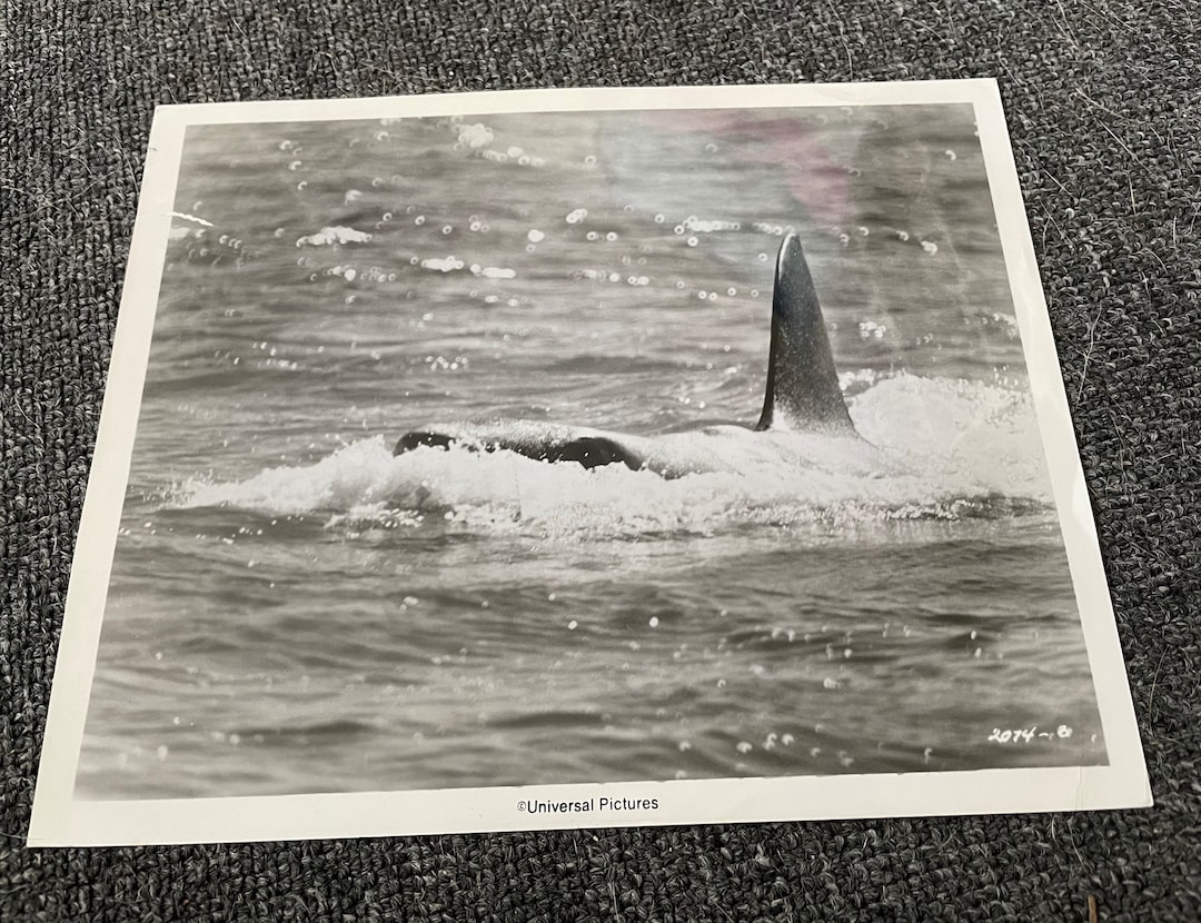 Rare, Original 1975 JAWS Newspaper Photo! Shark Approaching! Hard to ...