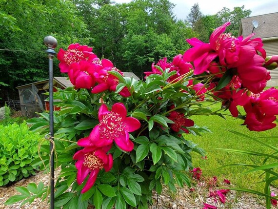 Set of 3 40 Ball Garden Stakes With Tie Loop Garden - Etsy