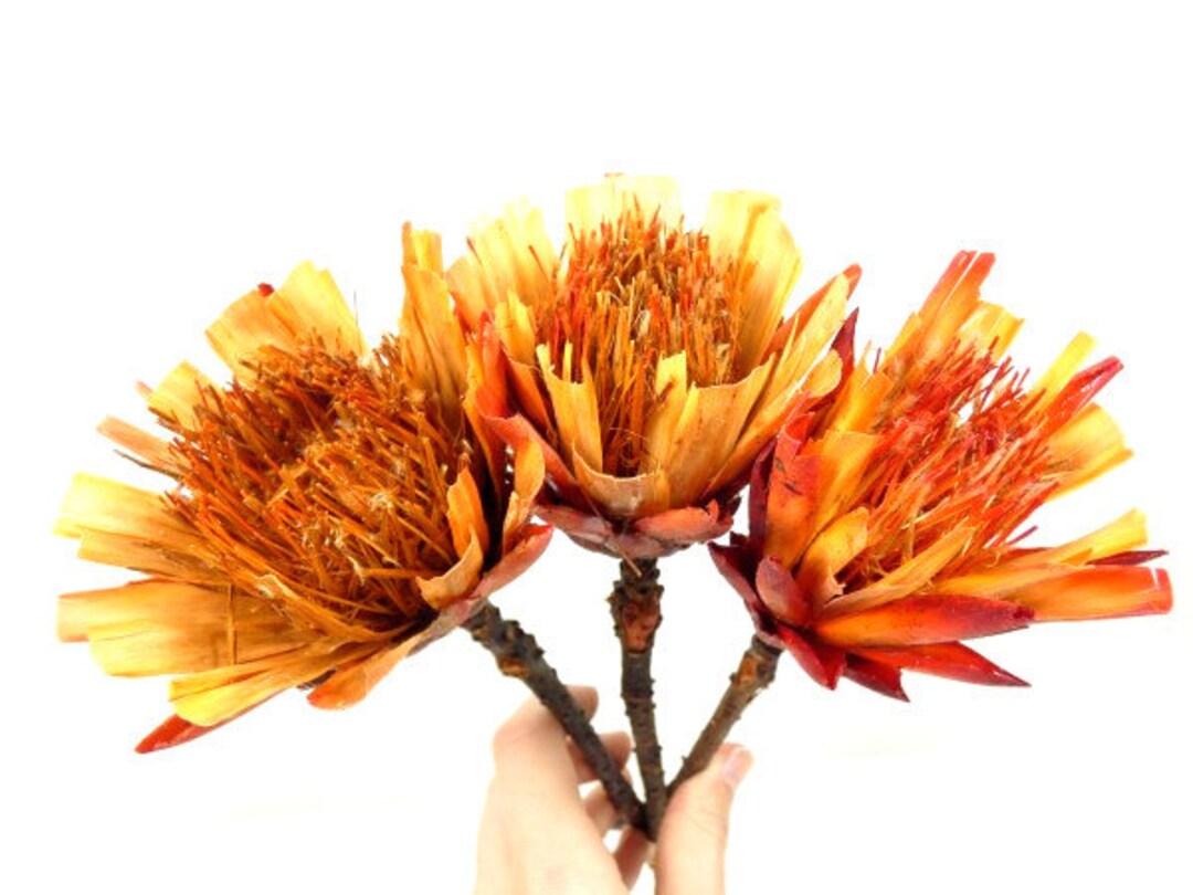 3 Red Orange Dried Sugarbush Plants Cut Flowers Flower Arrangement ...