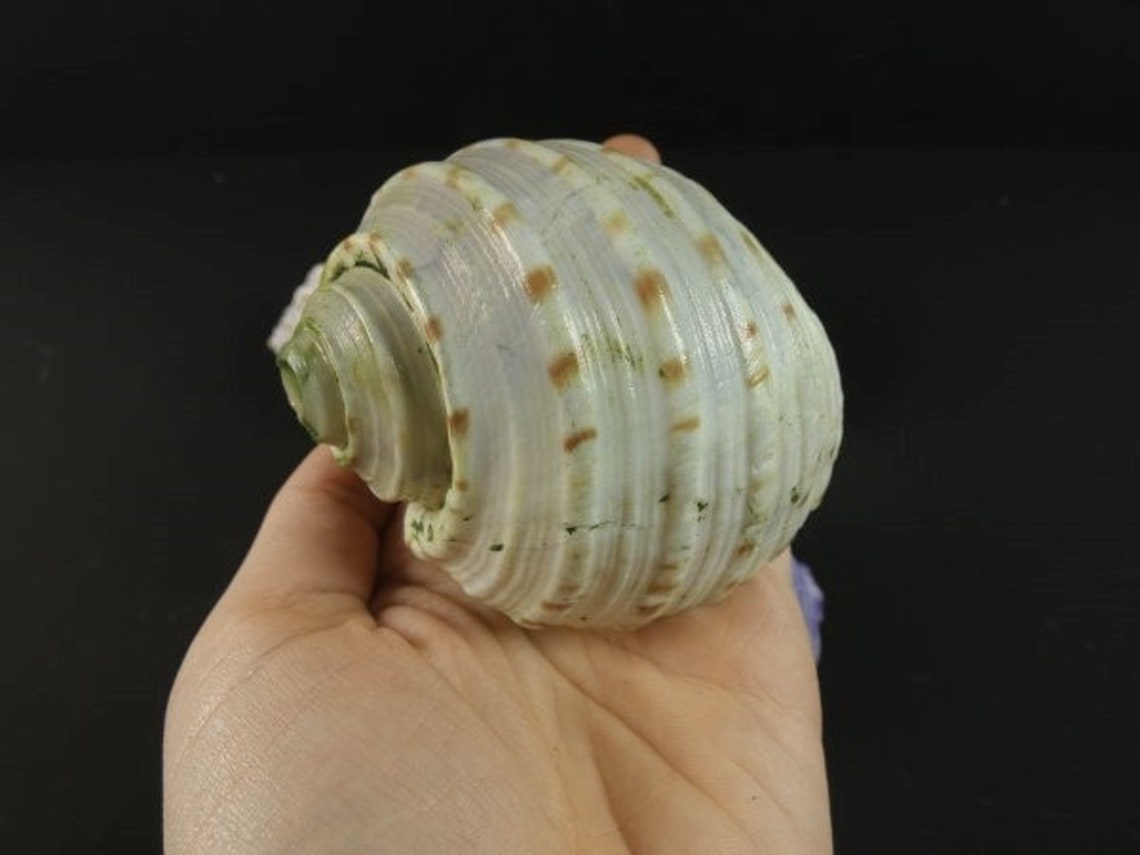 1 Big Seashell Craft Seashells Beach Decor Craft Shells Set of ...