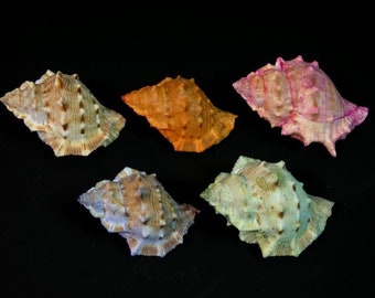 Black Murex Small Sea Shell 3-4 Coastal Decor Air - Etsy