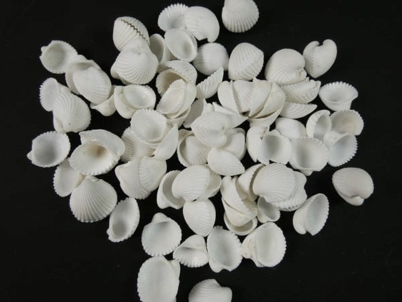 50 Small White Ark Seashells Craft Seashells Beach Decor Craft - Etsy
