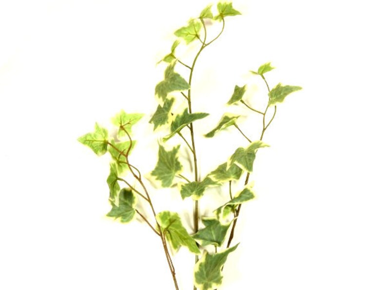 1 Fake English Ivy Plant Hedera Helix Artificial Leaves - Etsy